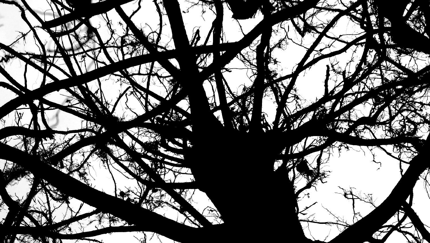 Flailing Trees – Factory International